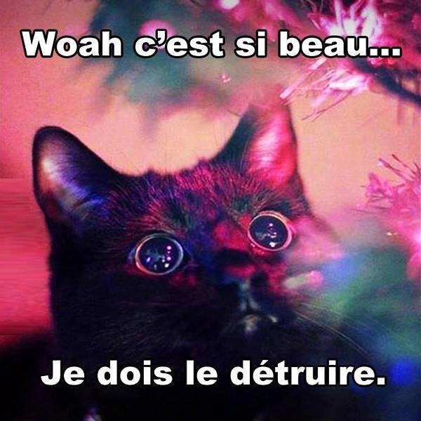 Les meilleurs mèmes Chat :) Memedroid