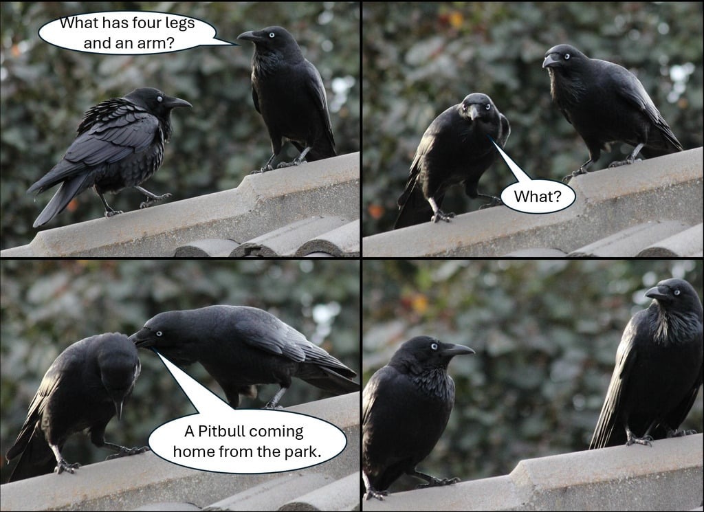 The best Crow memes :) Memedroid