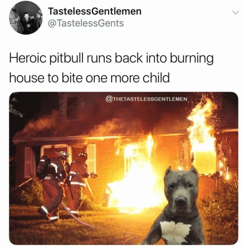 Hero dog - Meme by RedPill :) Memedroid