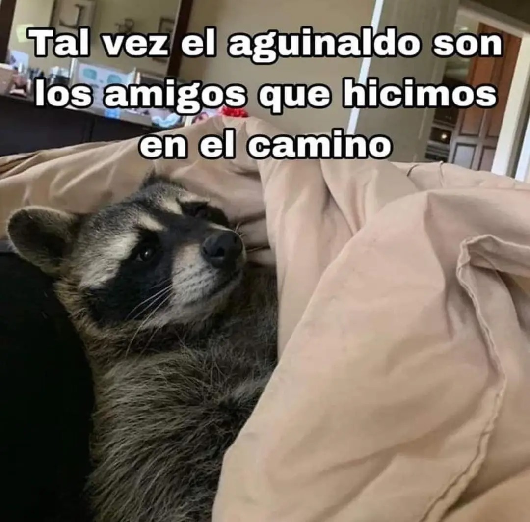 Top memes de Mapaches en español :) Memedroid