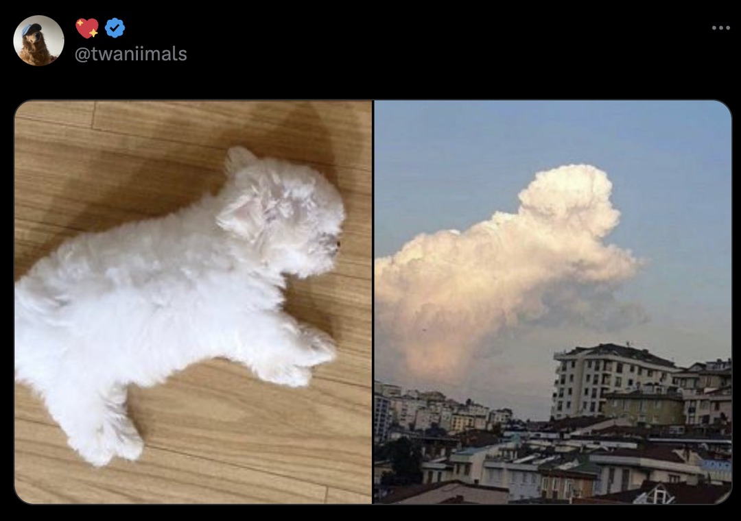 The best Doggo memes :) Memedroid