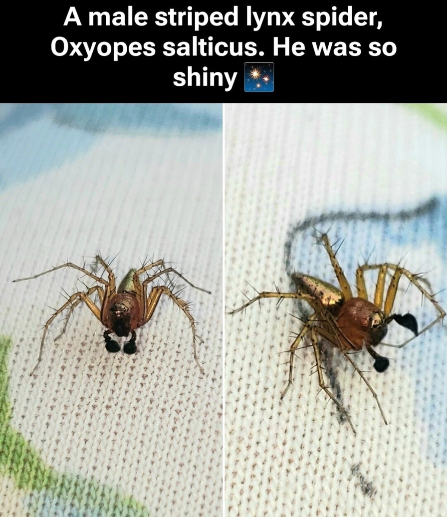 Awkward Spider Memes