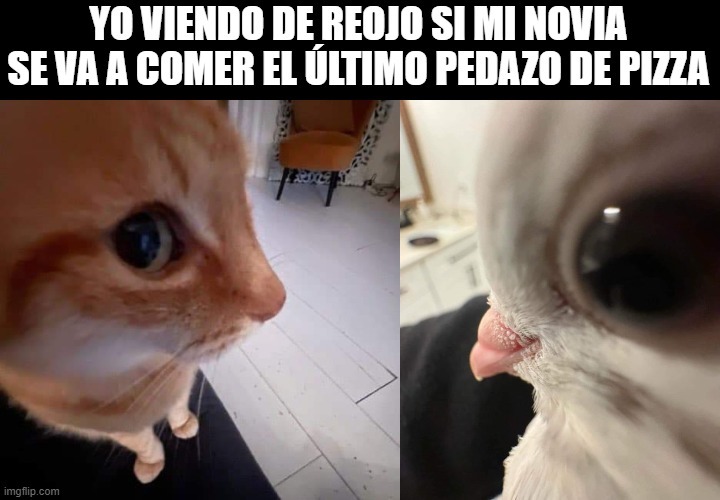 Top memes de Palomas en español :) Memedroid