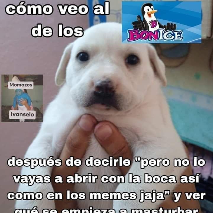 Los Últimos Memes :) Memedroid