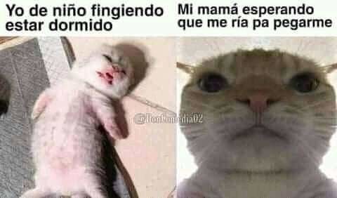 Memes de gatitos no 89 haciéndose el dormido - Meme subido por ...