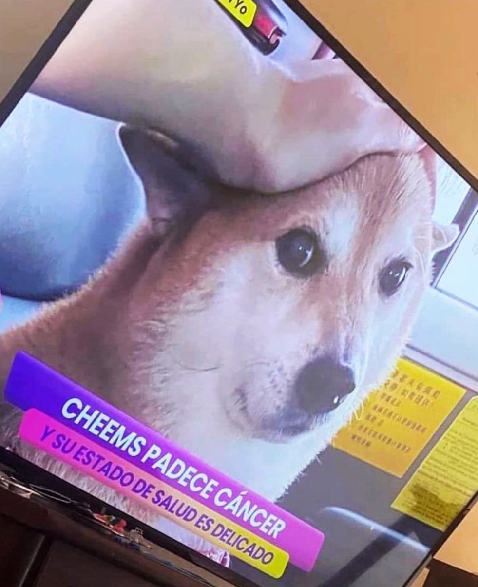 Top memes de Cheems en español :) Memedroid