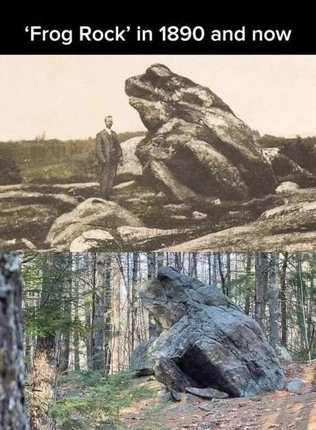 The best Frog memes