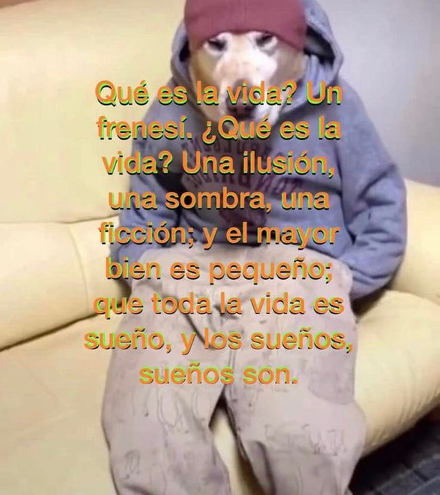 meme perro - Meme subido por alexisrenzo :) Memedroid