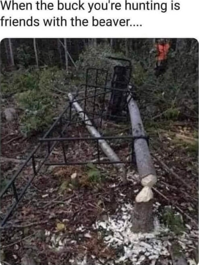 The best Beaver memes :) Memedroid