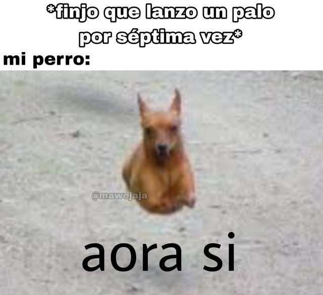Tirando un palo a mi perro - Meme by svaa25 :) Memedroid