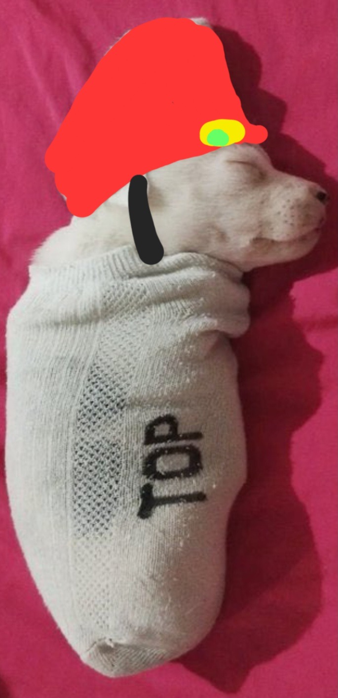 Top memes de Perrito en español :) Memedroid