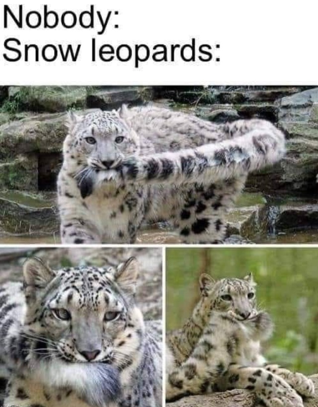 Snow leopards - Meme by Heerovcutx :) Memedroid