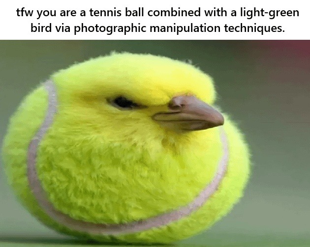 The best Bird memes :) Memedroid