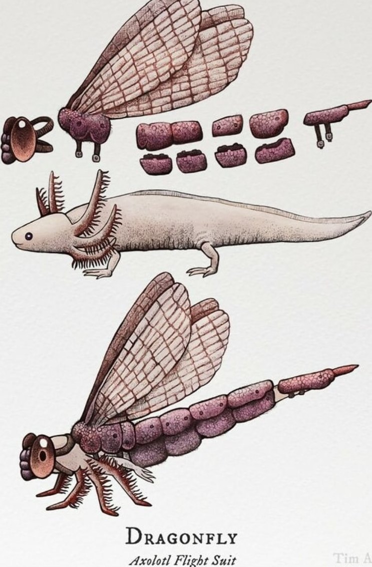 The best Dragonfly memes :) Memedroid