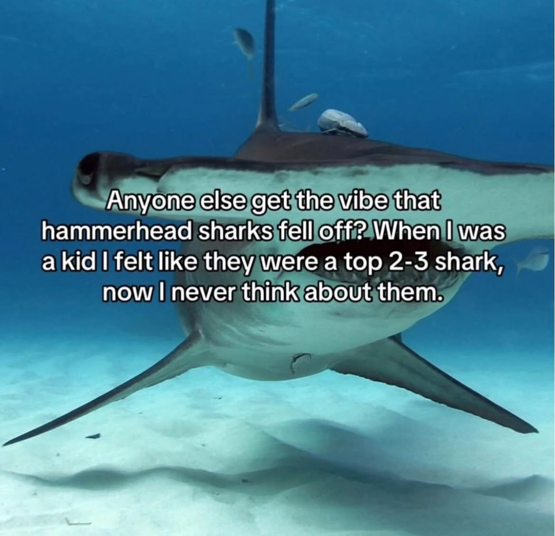 Shark Tears Memes 34 Fin Tastic And Funny Shark Memes That Won't