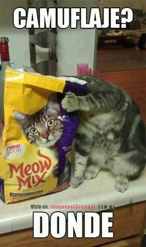 Cat Fail - Meme by S47 :) Memedroid