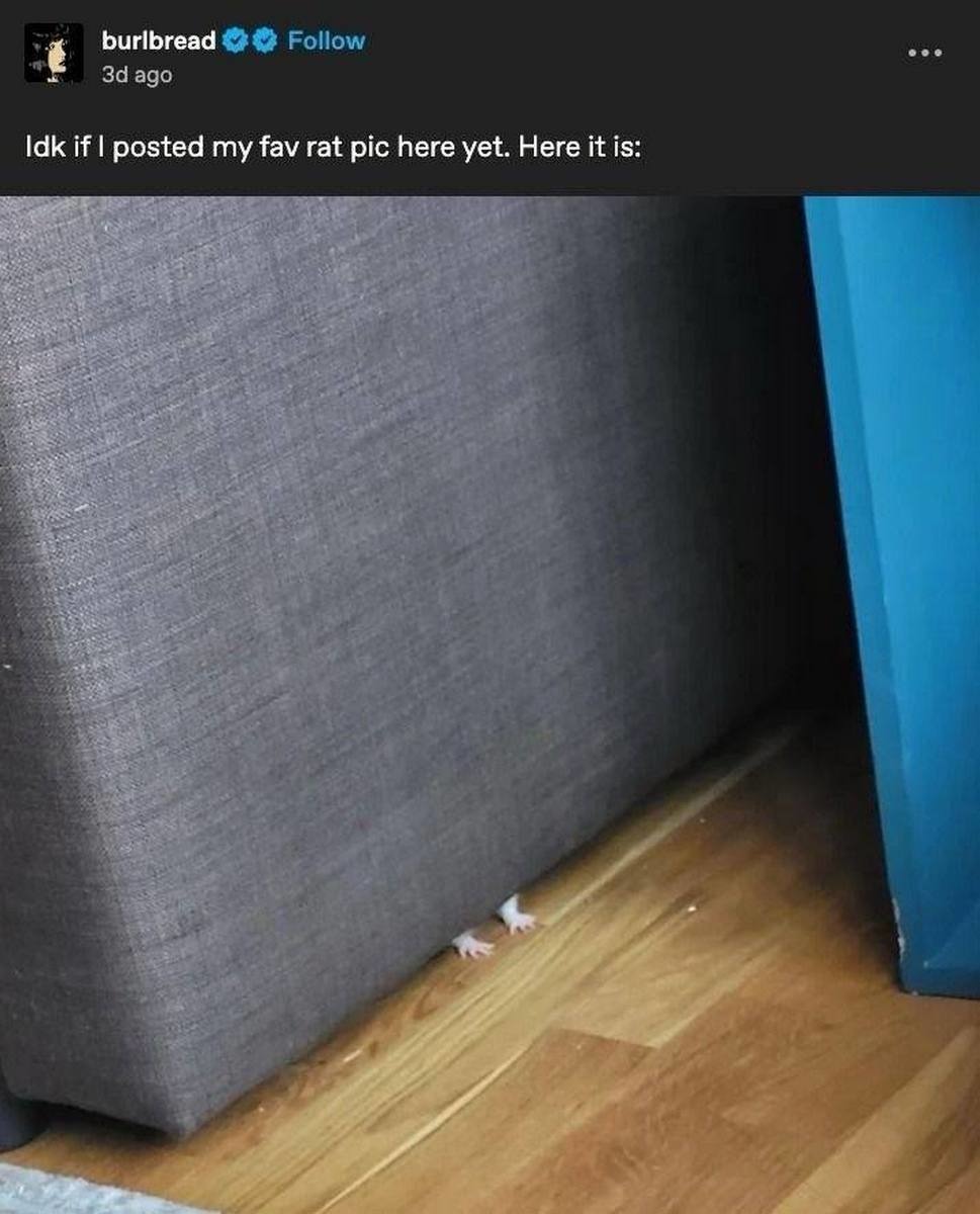The best Rat memes :) Memedroid