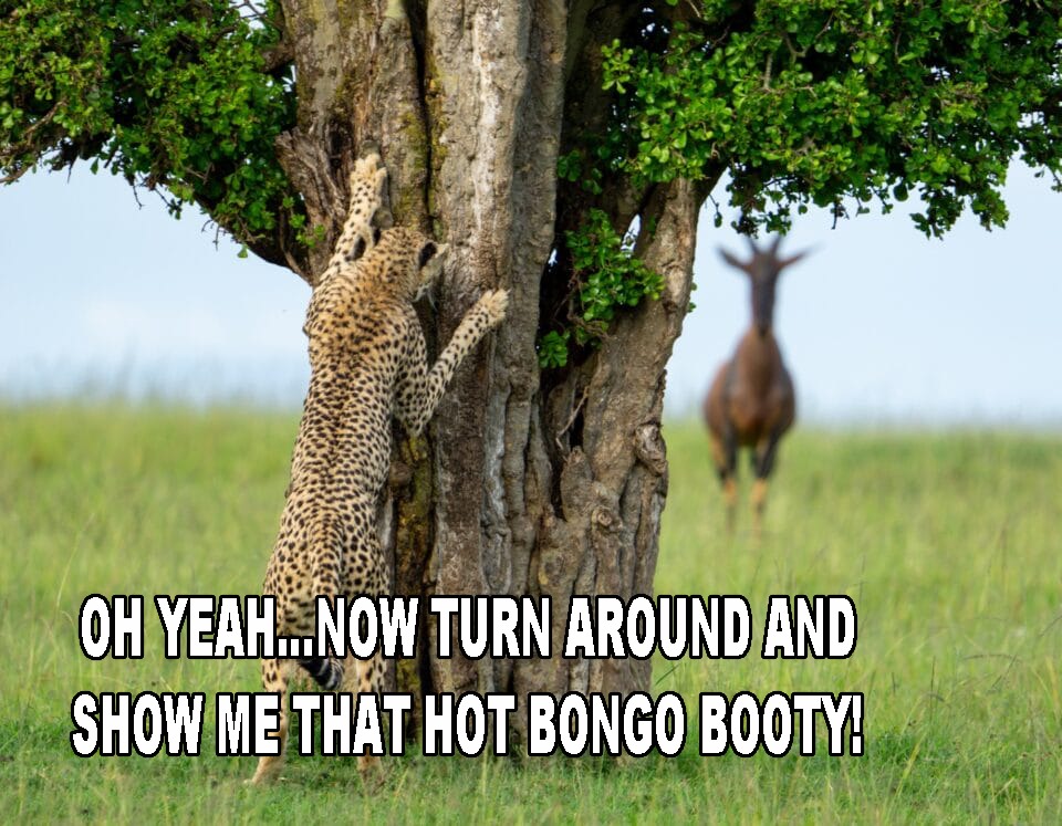 The best Wildlife memes :) Memedroid