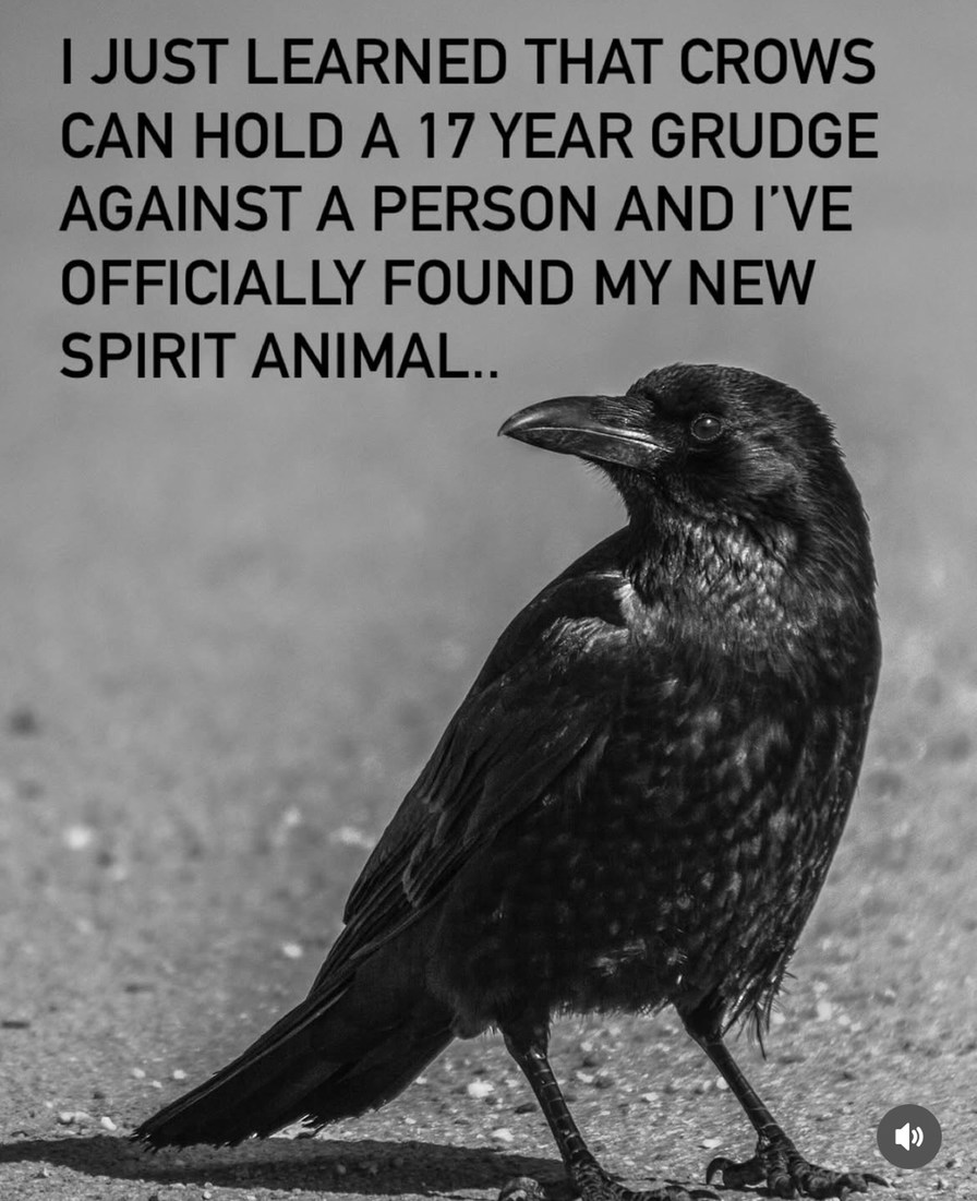 Memes About Crows