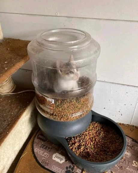 Cat - Meme subido por a_rroz :) Memedroid