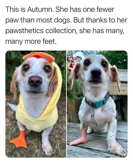 Dog Problem Memes