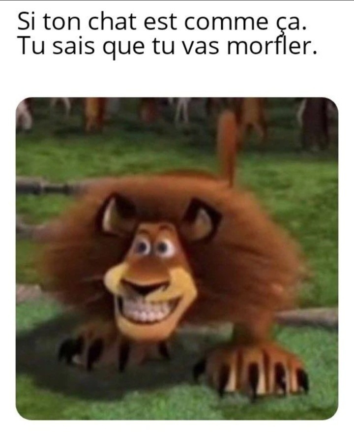 Les meilleurs mèmes Chat :) Memedroid