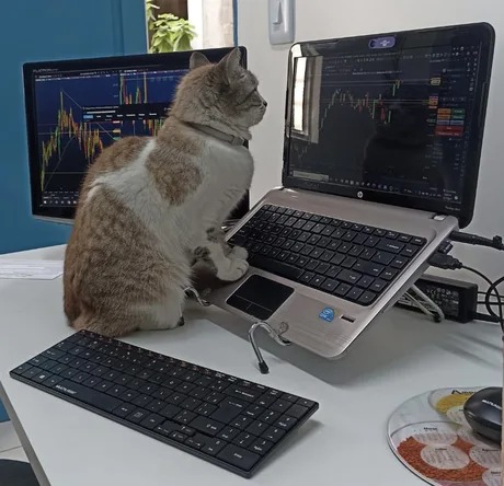 Cat stonks meme - Meme by mcstankus :) Memedroid