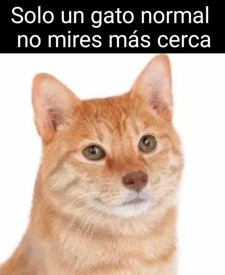 Gato - Meme by Kerbot_thepoyo :) Memedroid