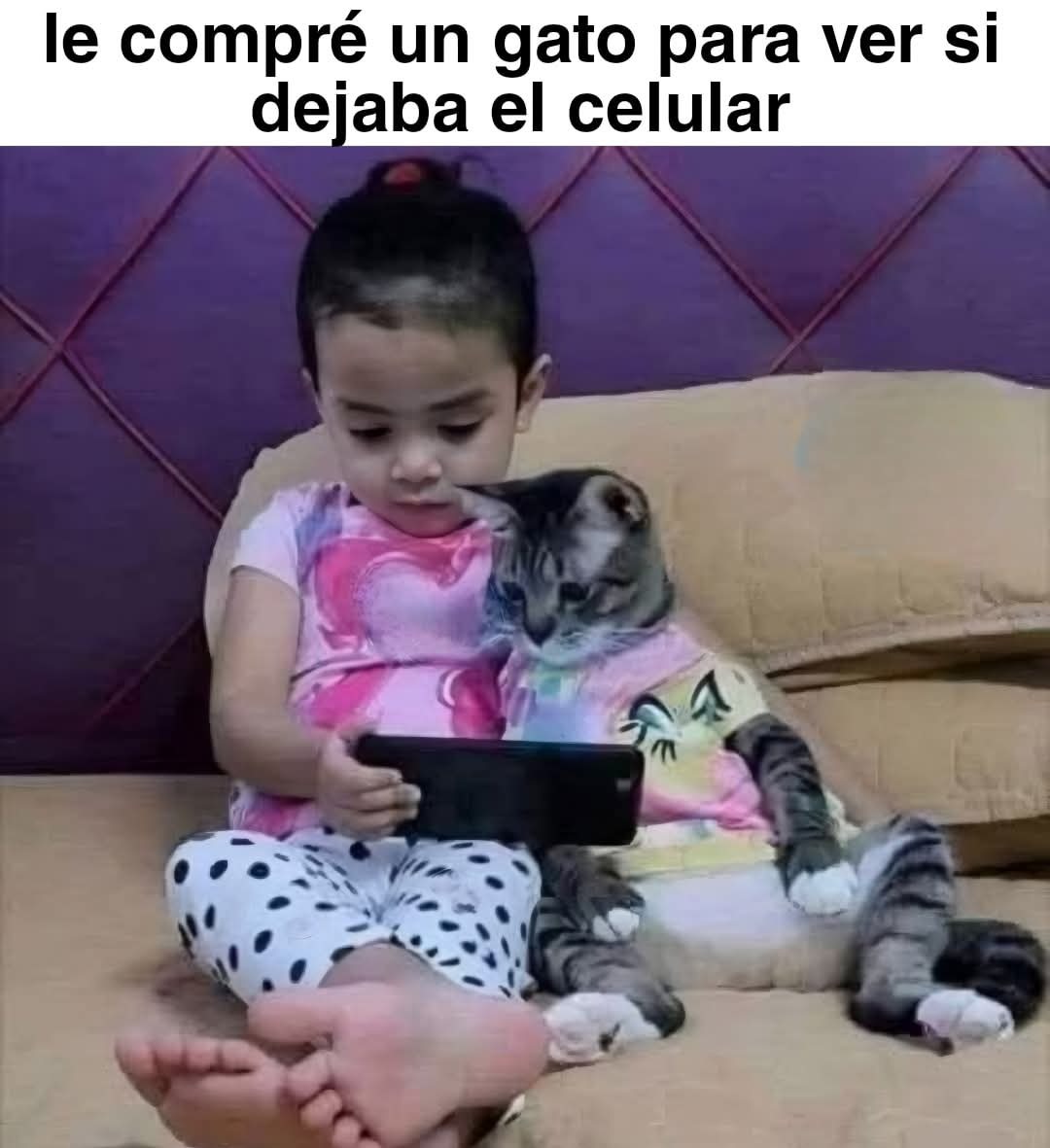 Top Memes de Gatos en Español – Memedroid