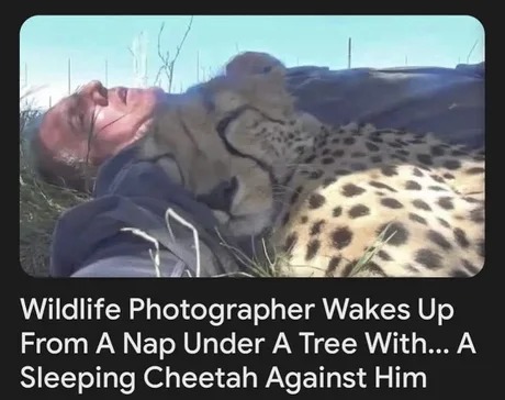 The best Cheetah memes :) Memedroid