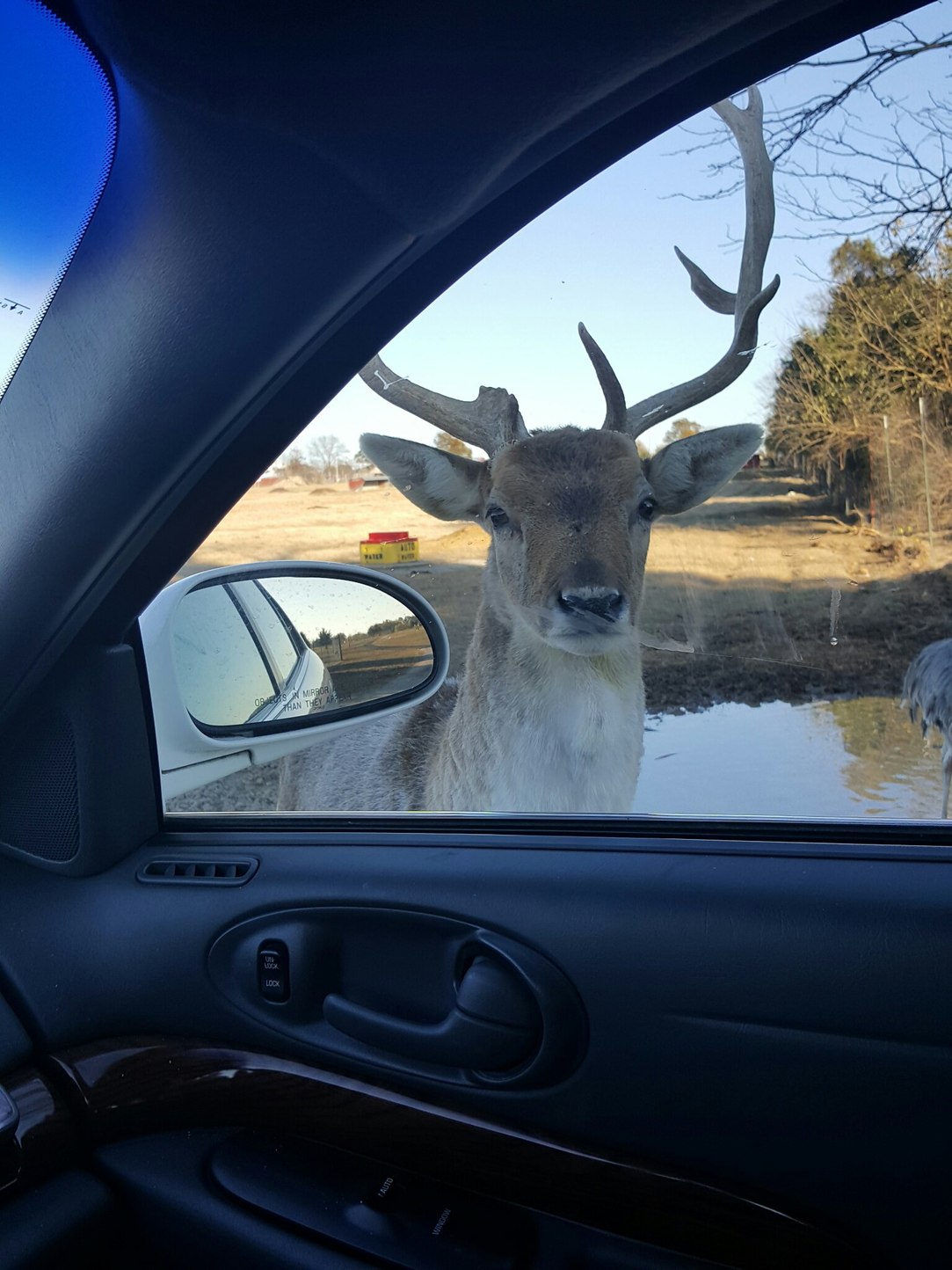 Licence and registration, ma'am. - Meme by Migglypuff :) Memedroid