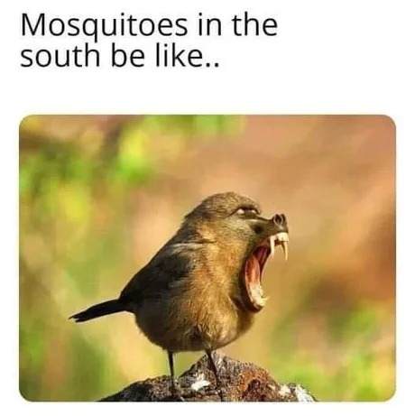 The best Mosquito memes :) Memedroid