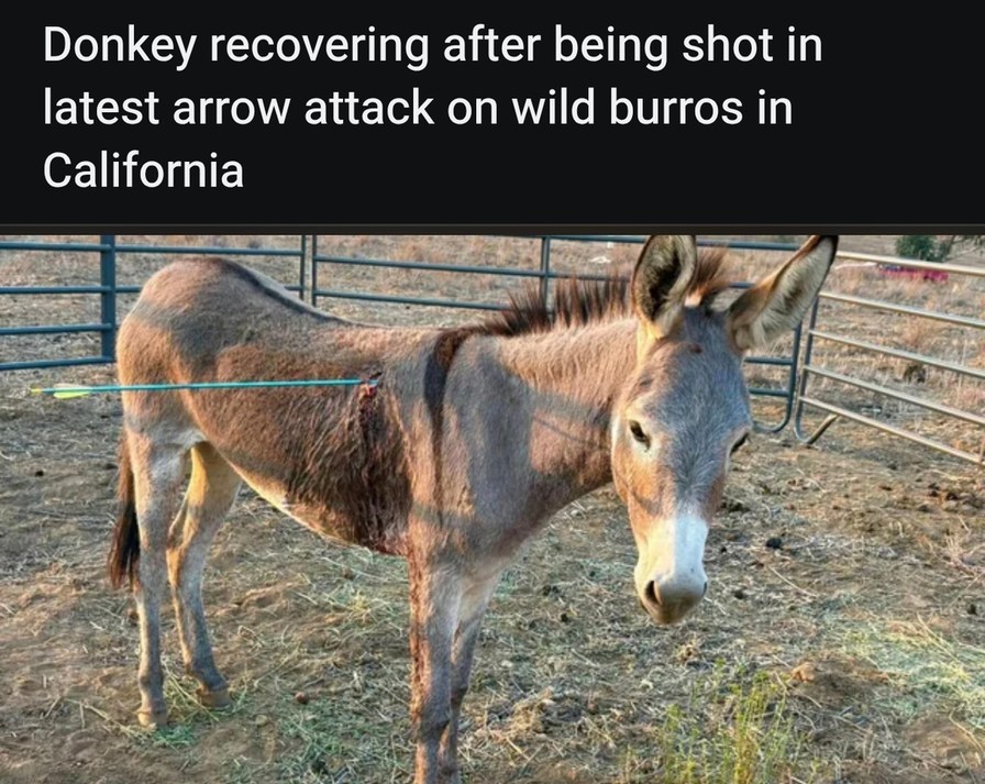 The best Donkey memes :) Memedroid