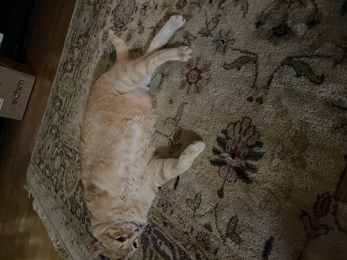 More pics of the good boy - Meme by CrazyMemer213 :) Memedroid