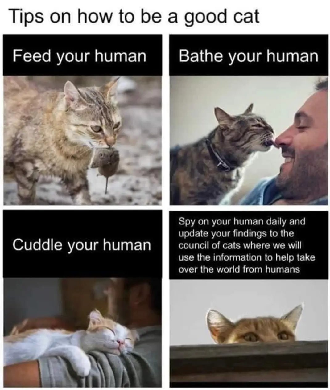 The Latest Memes :) Memedroid