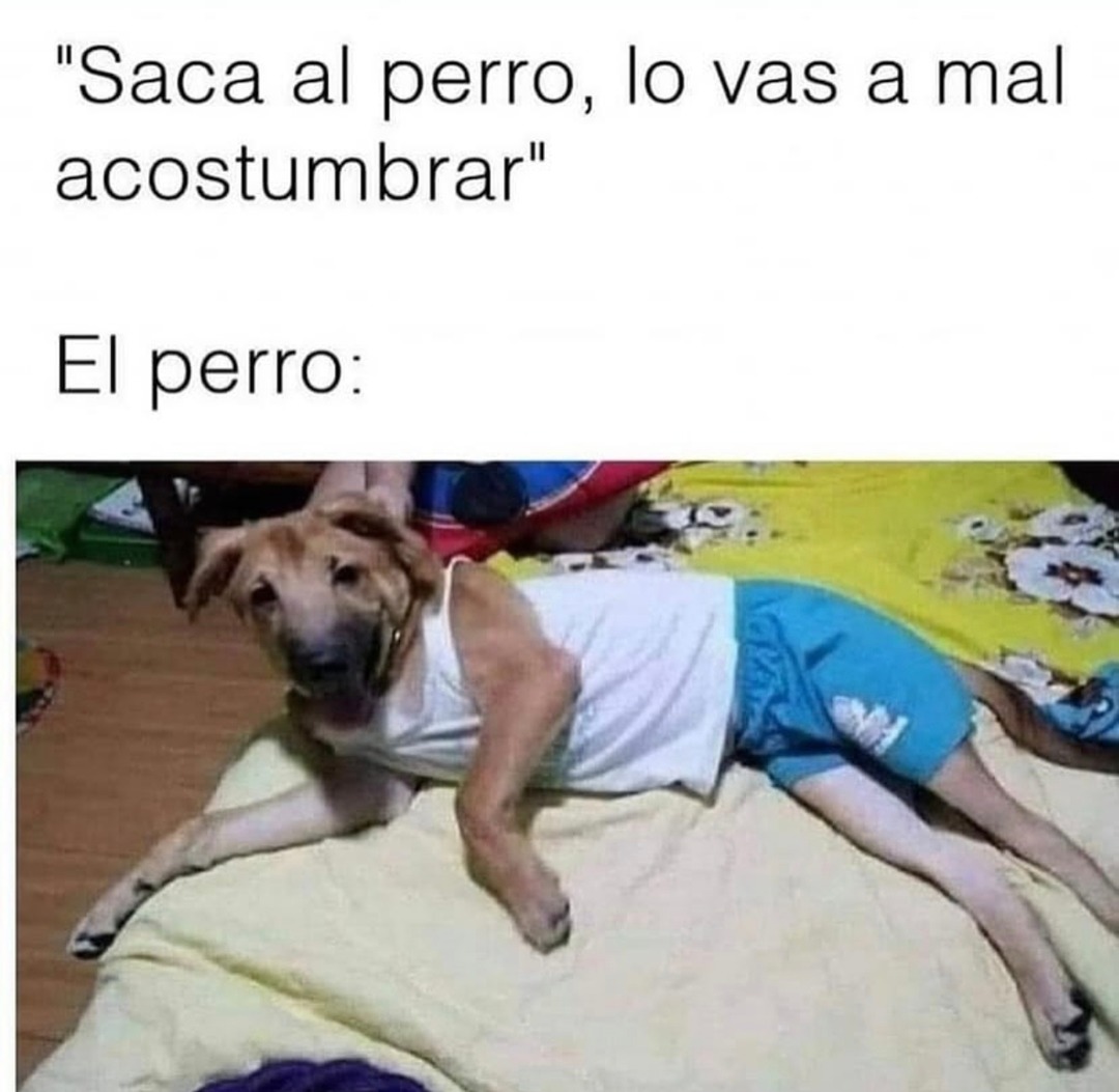 Top memes de Perros en español :) Memedroid