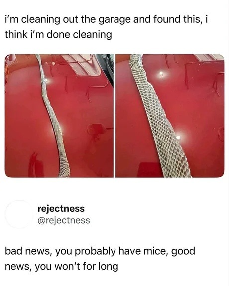 The best Mice memes :) Memedroid