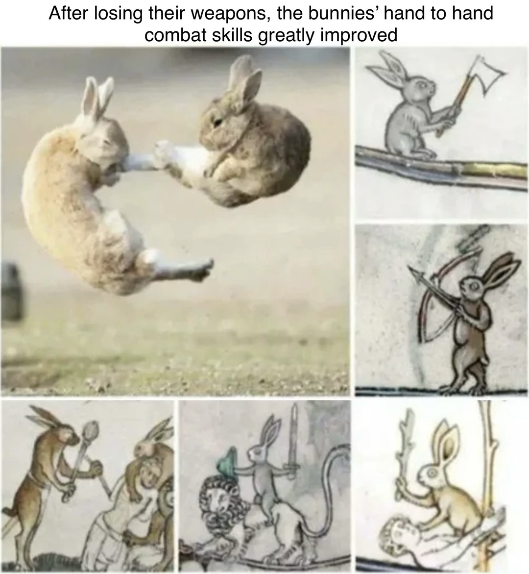 The best Rabbits memes :) Memedroid