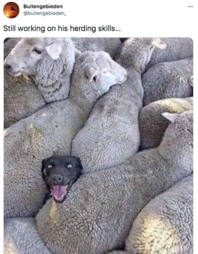 The best Sheep memes :) Memedroid