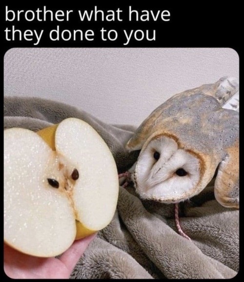 what did they do to you?? - Meme by san_antonio :) Memedroid