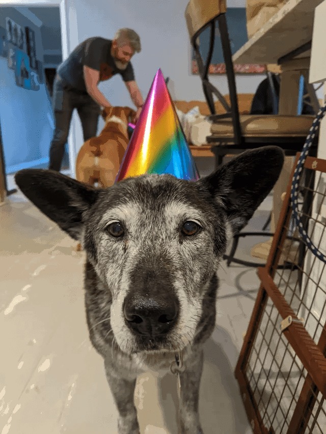 This good girl is having her sweet 16 - Meme by Scoots291 :) Memedroid