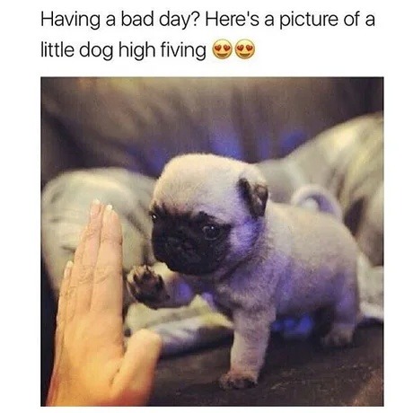 High Five Hond Meme