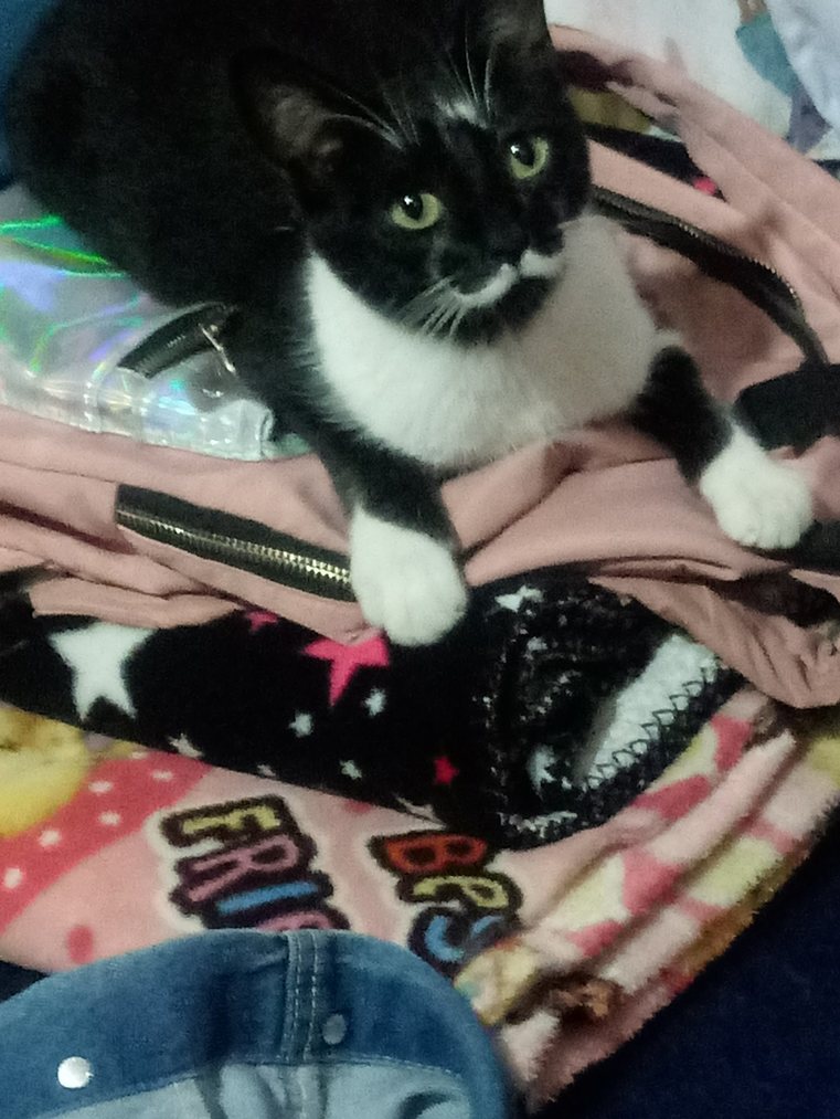 Gata reveal - Meme by Zimmkler0206 :) Memedroid