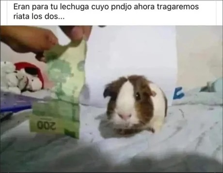 Top memes de Animales en español :) Memedroid