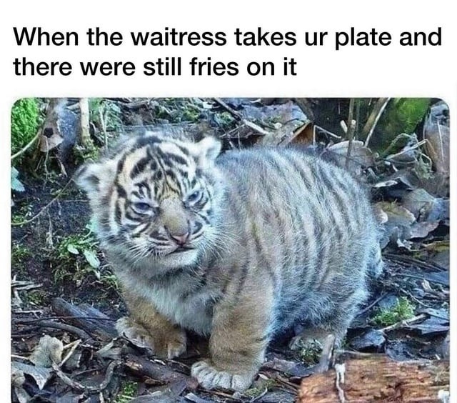 The best Tiger memes :) Memedroid