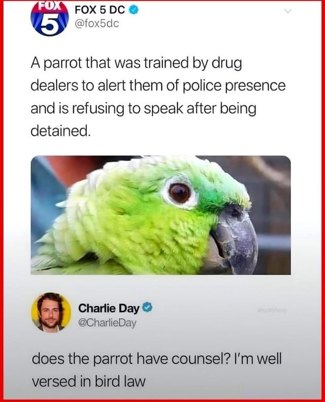 The best Parrot memes :) Memedroid