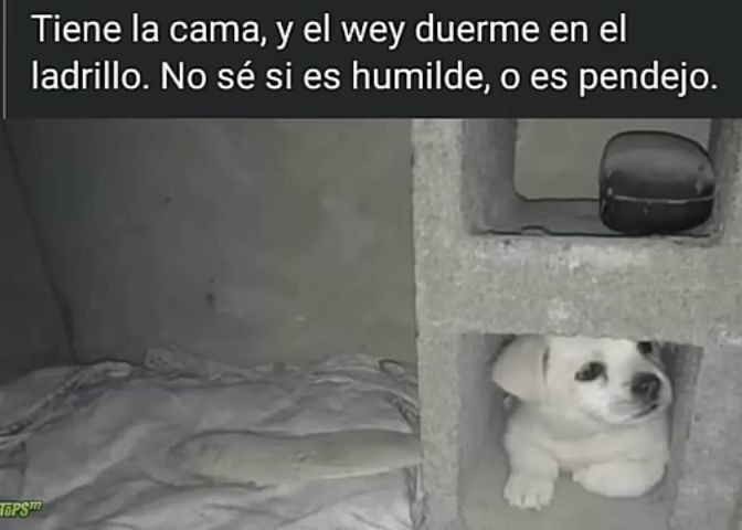 Perrito - Meme subido por Elnoob9 :) Memedroid