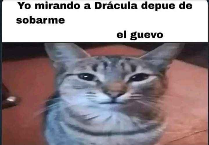 Memes De Gato Amargado