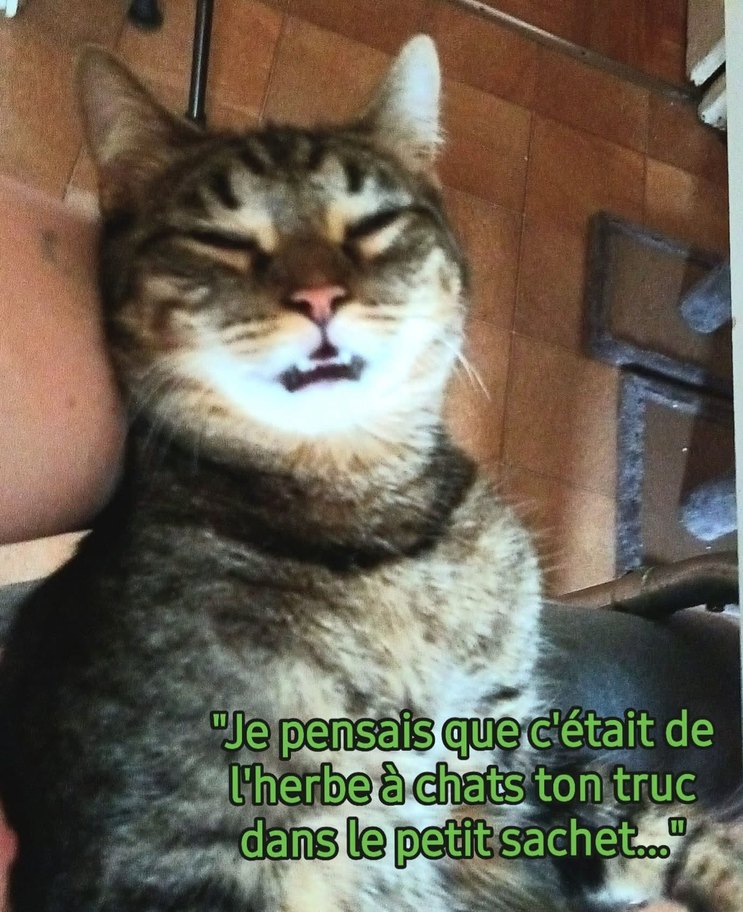 Les meilleurs mèmes Chatperché :) Memedroid