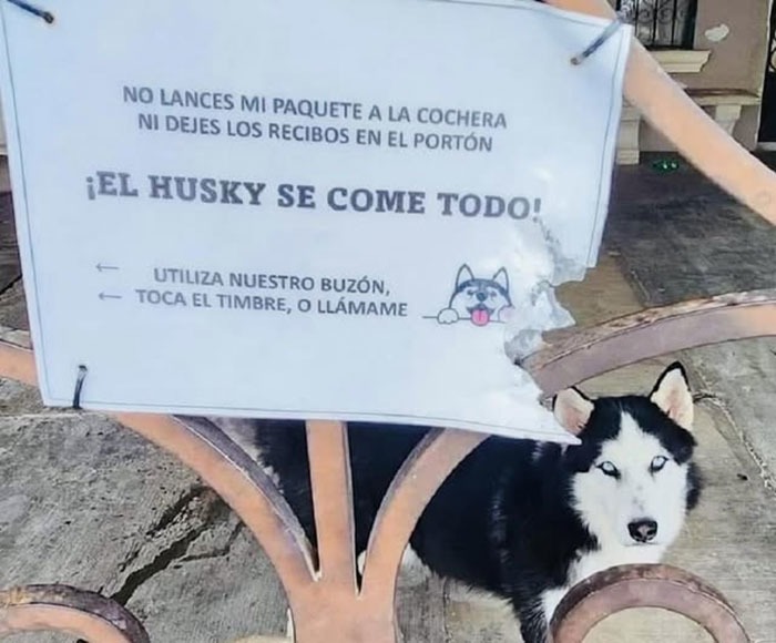 Top memes de Perros en español :) Memedroid